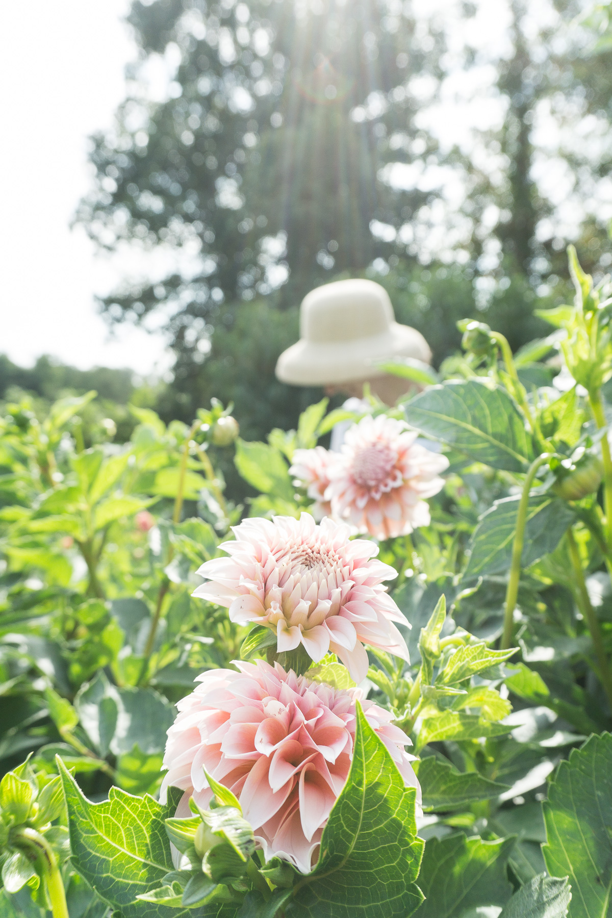How to Grow Dahlias - Root Design Company How to Grow Dahlias - Root Design Company