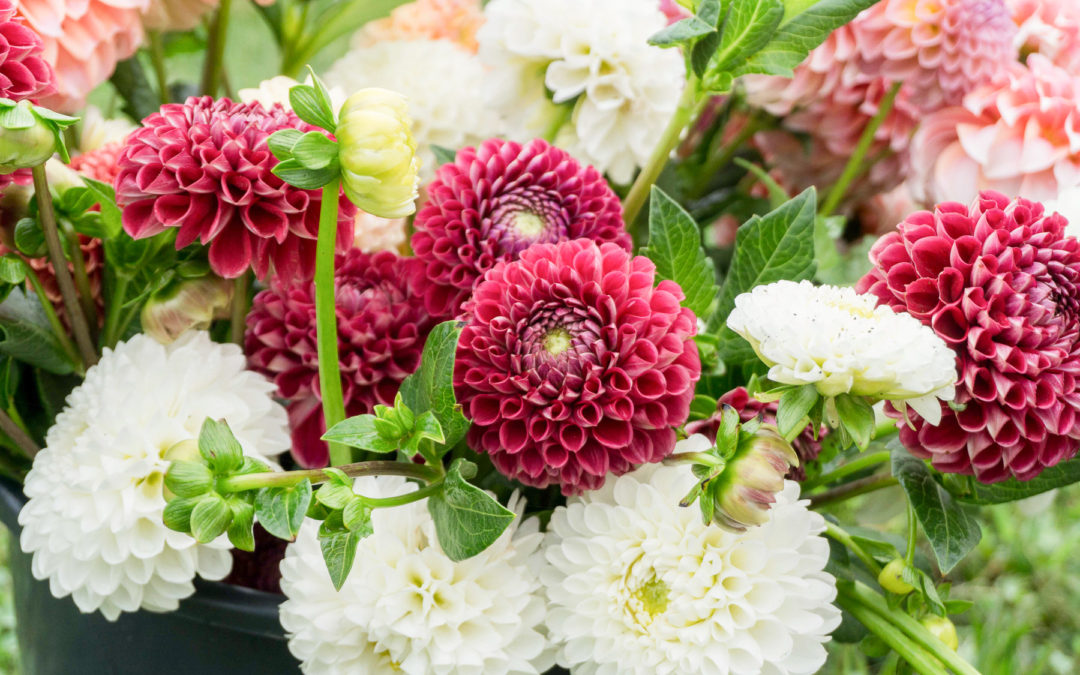How to Grow Dahlias - Root Design Company How to Grow Dahlias - Root Design Company