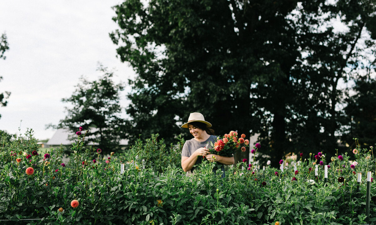 How to Plant Dahlias - Root Design Company