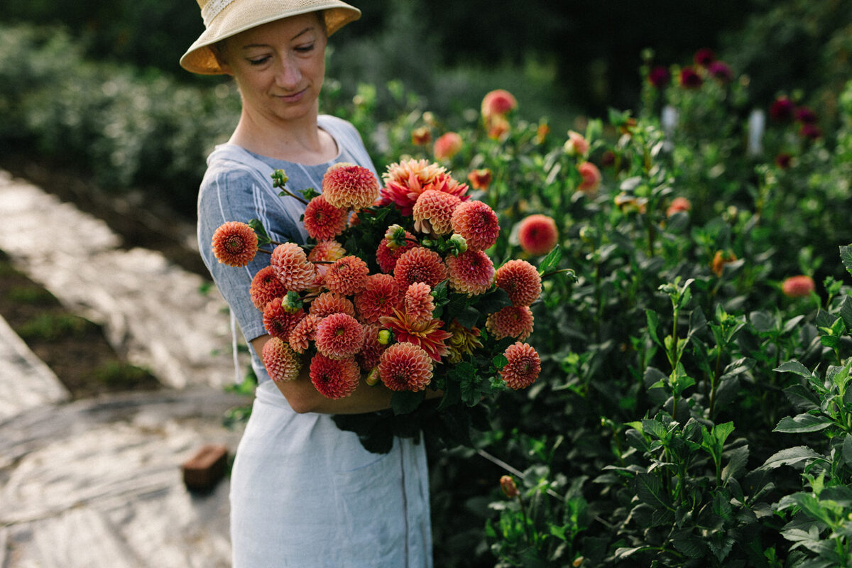 How to Plant Dahlias - Root Design Company
