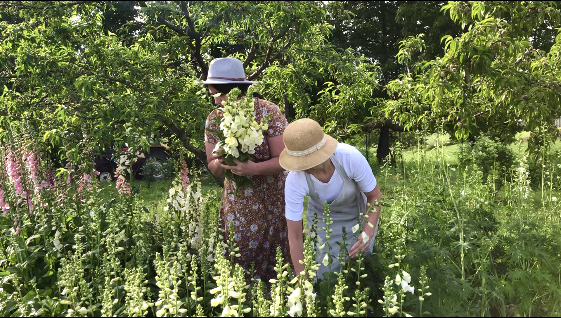 How to Grow Foxglove from Seed - Root Design Company