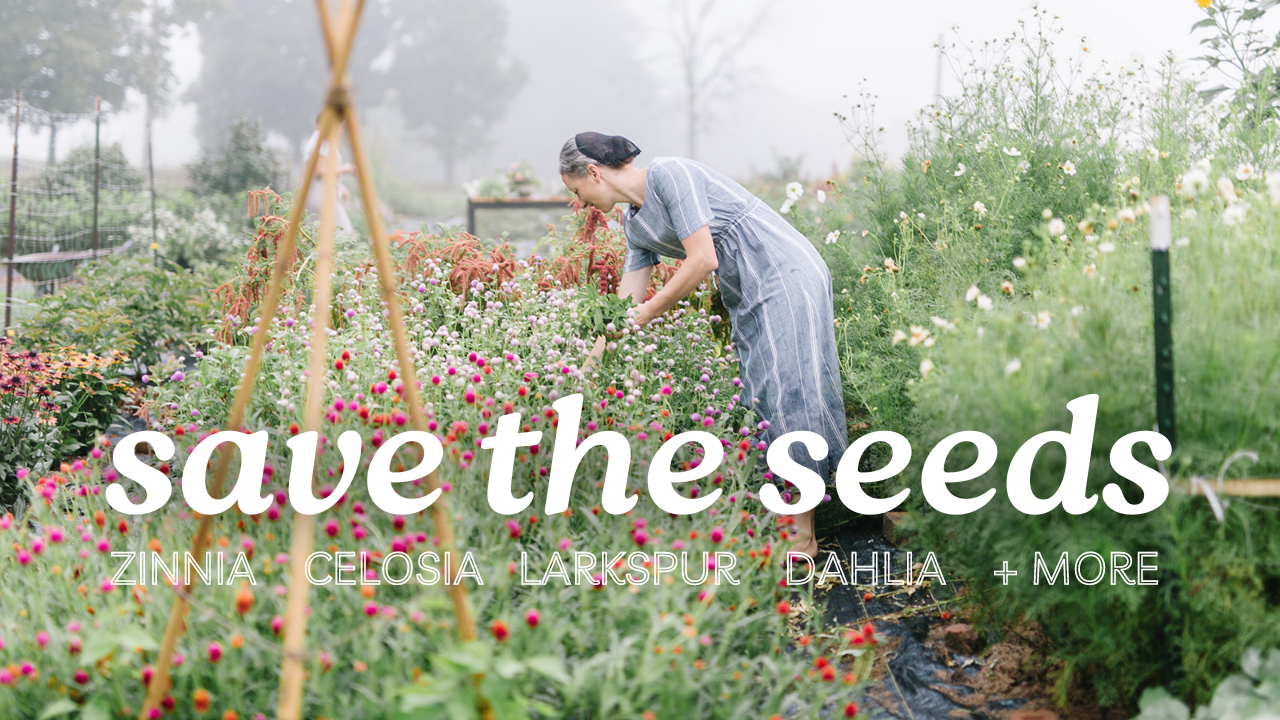 Save Seeds from Your Flowers - Root Design Company